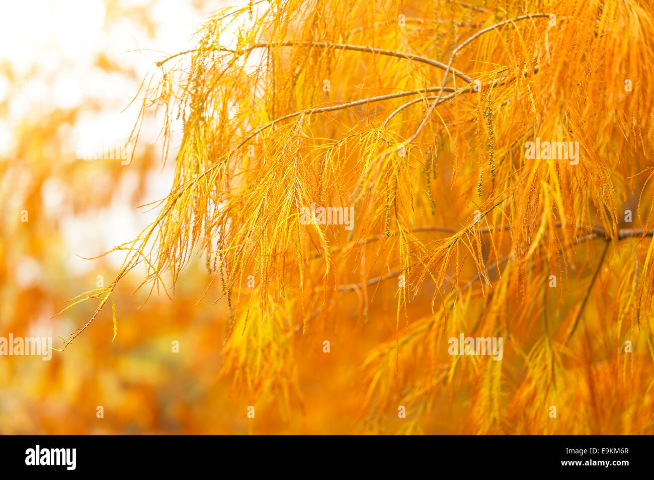 Autumn trees in forest Stock Photo - Alamy