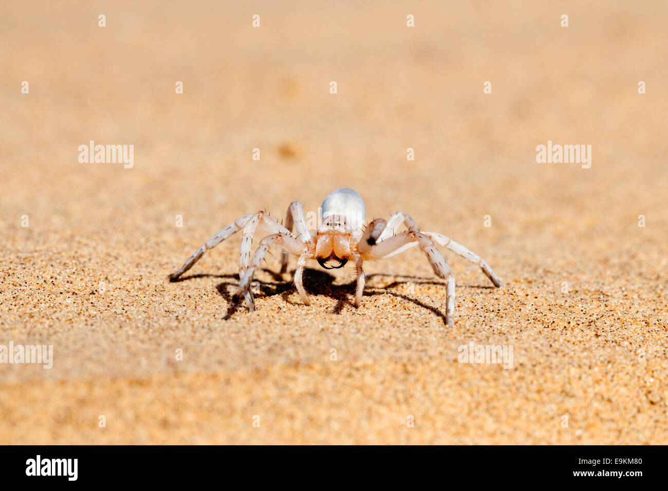 Spider dancing hi-res stock photography and images - Alamy