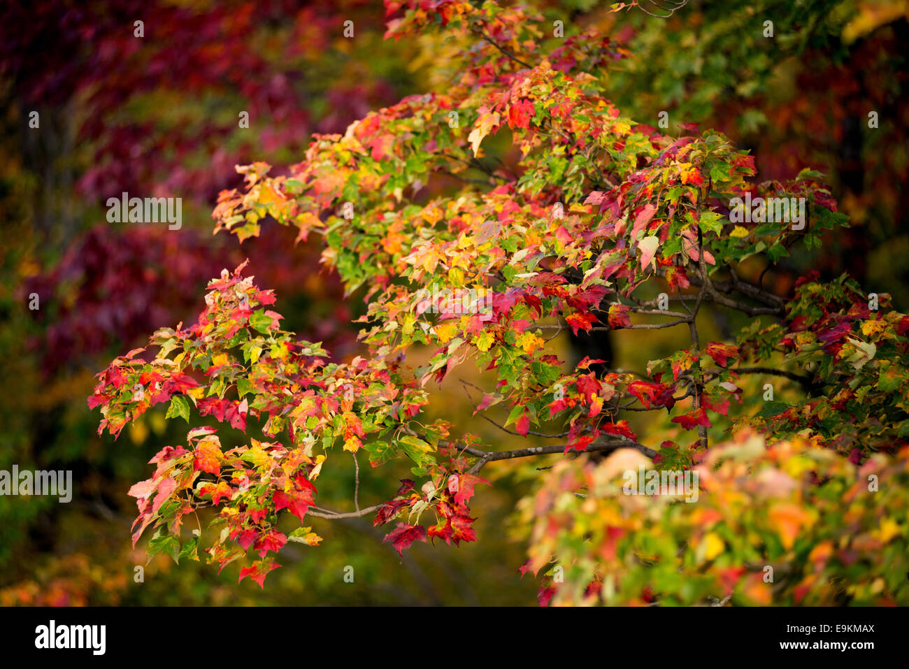 Fall Foliage Lafayette Brook Mt Lafayette Franconia Notch White ...