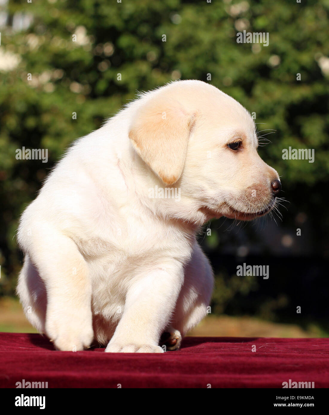 nice happy yellow labrador puppy sitting on red Stock Photo - Alamy