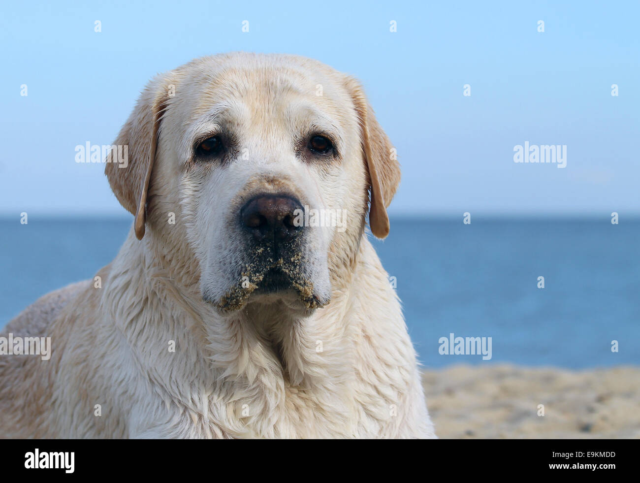 a labrador at the sea portrait close up Stock Photo - Alamy