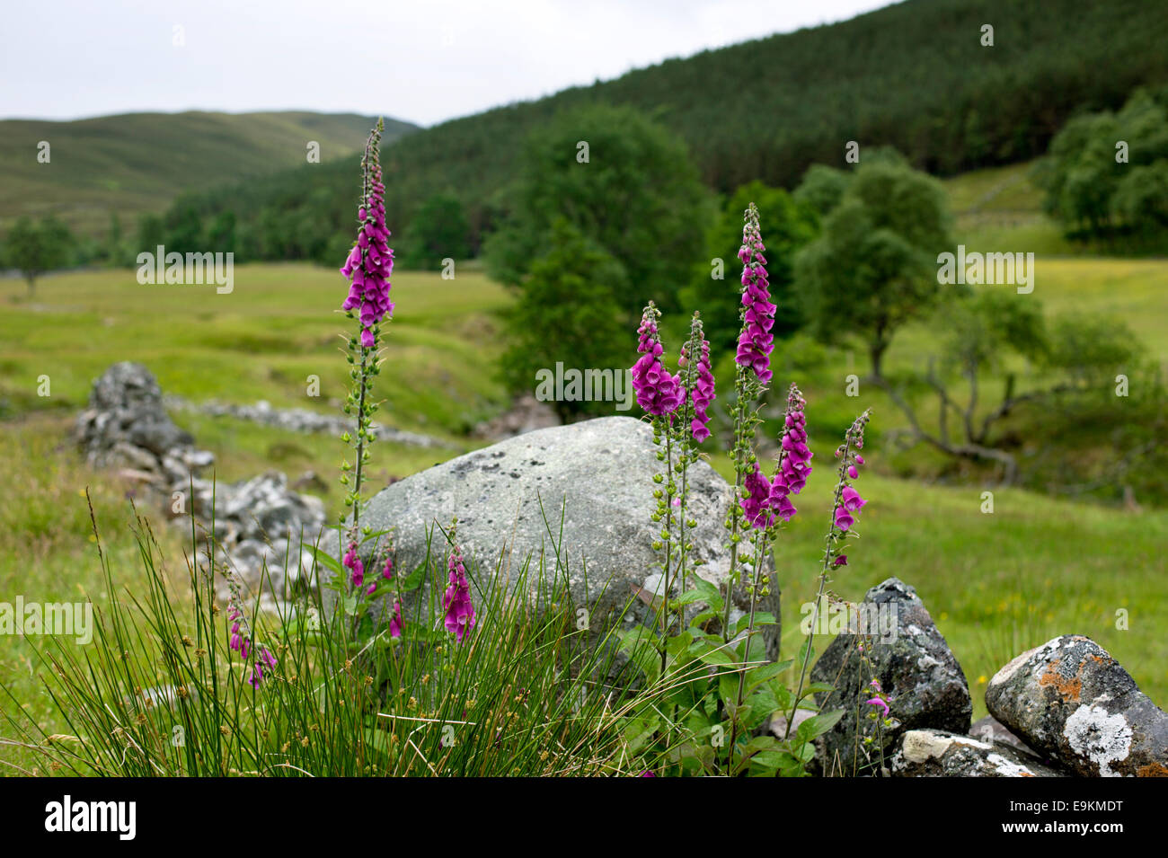 A clump of wild foxglove Digitalis purpurea provide a colourful start ...