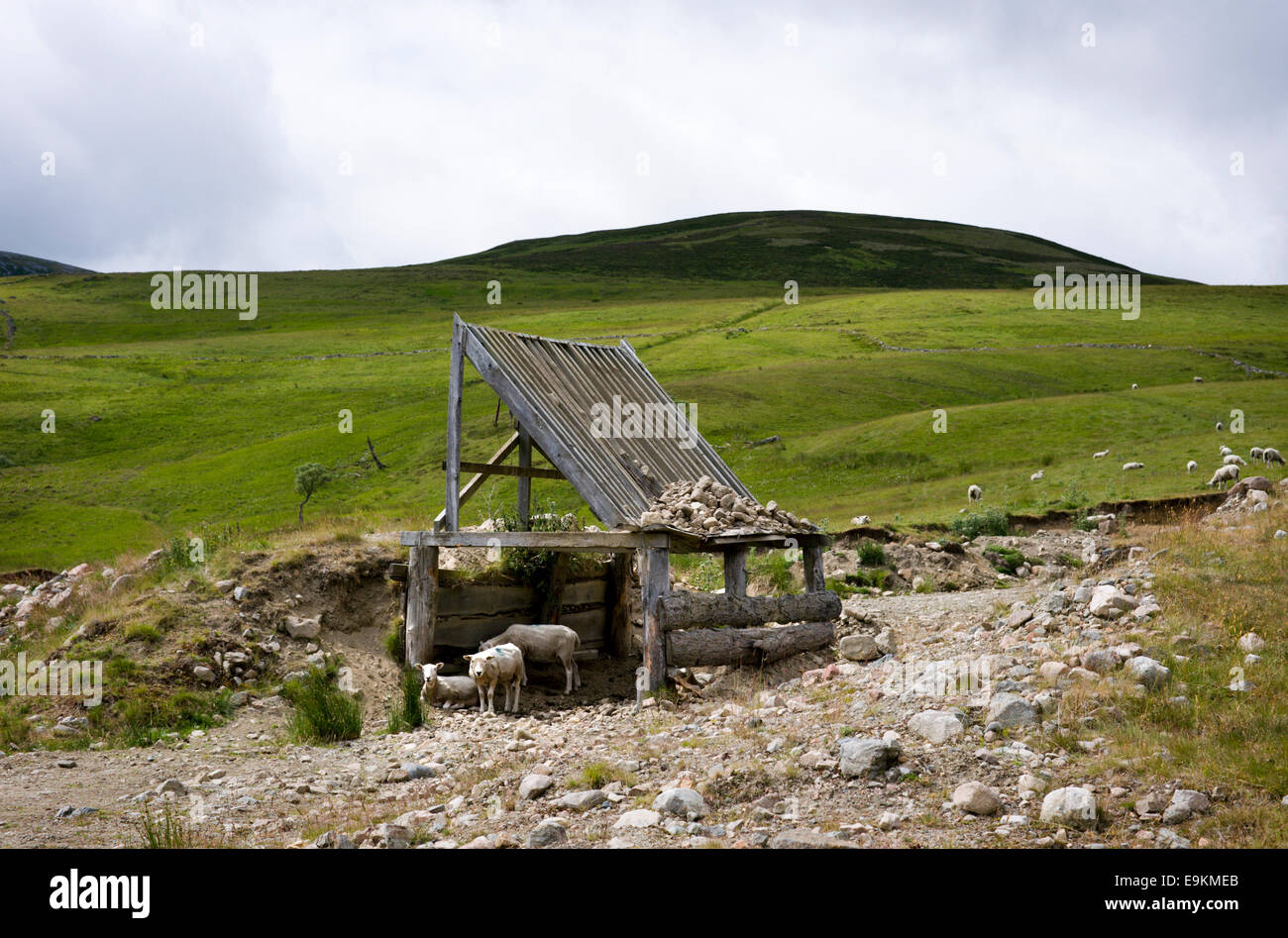 Sheep take shelter from the wind beneath an old device for sorting and ...