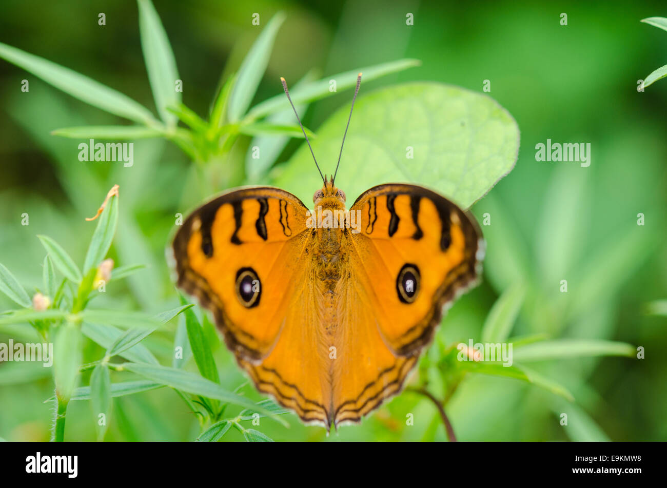 Peacock pansy butterfly (Junonia almana) on top of a bush Stock Photo ...