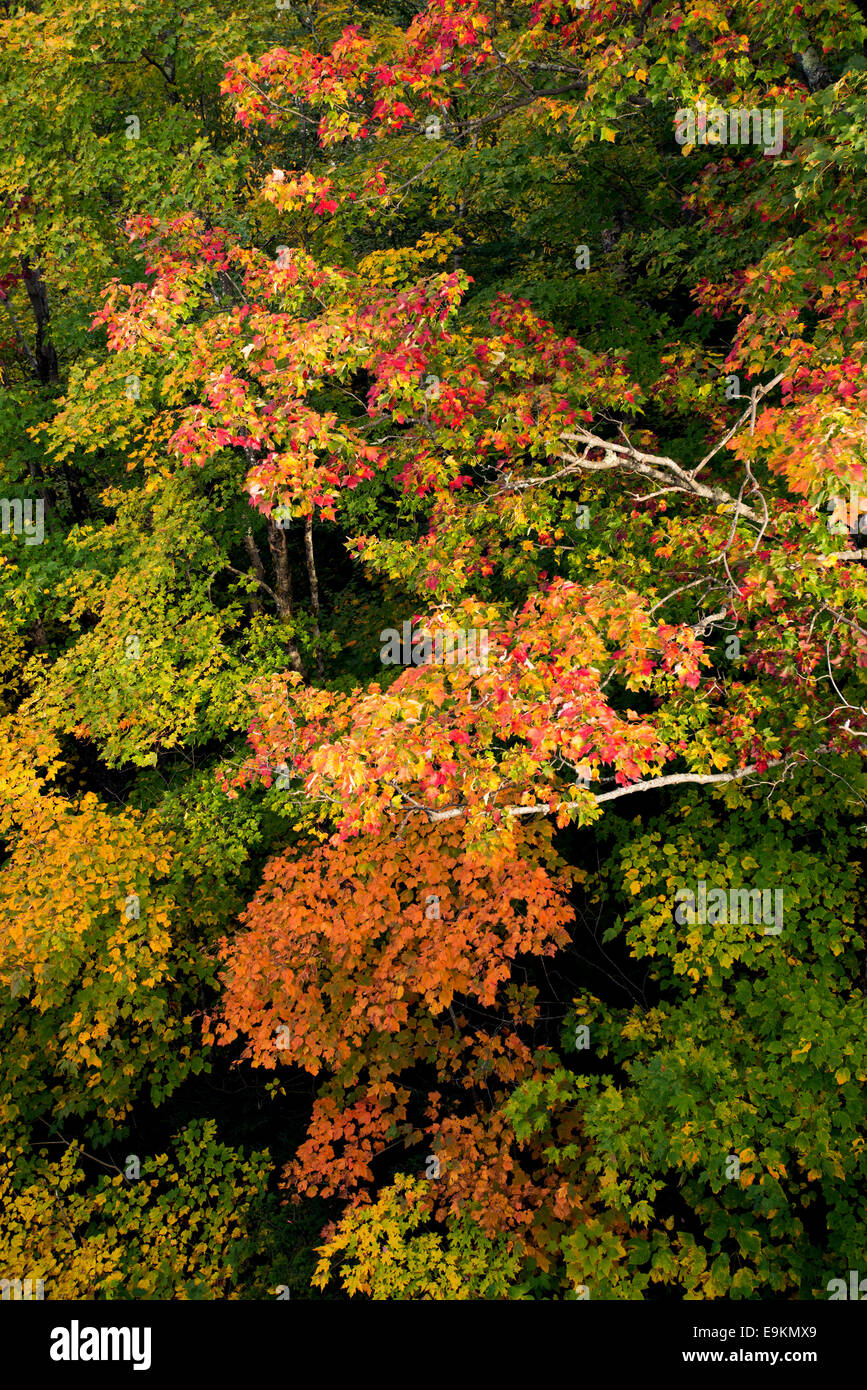 Fall Foliage Lafayette Brook Mt Lafayette Franconia Notch White ...