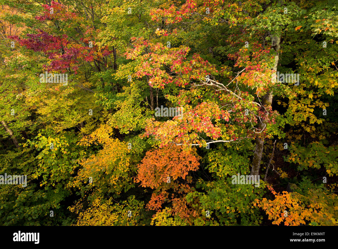 Fall Foliage Lafayette Brook Mt Lafayette Franconia Notch White ...