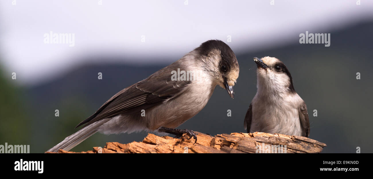 Whiskey jack birds hi-res stock photography and images - Alamy