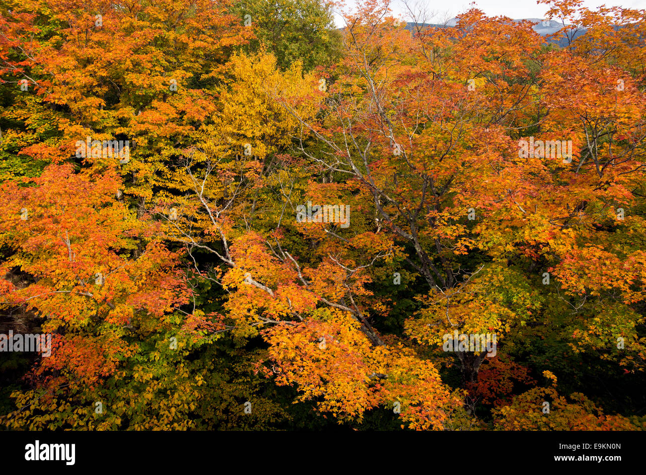Fall Foliage Lafayette Brook Mt Lafayette Franconia Notch White ...