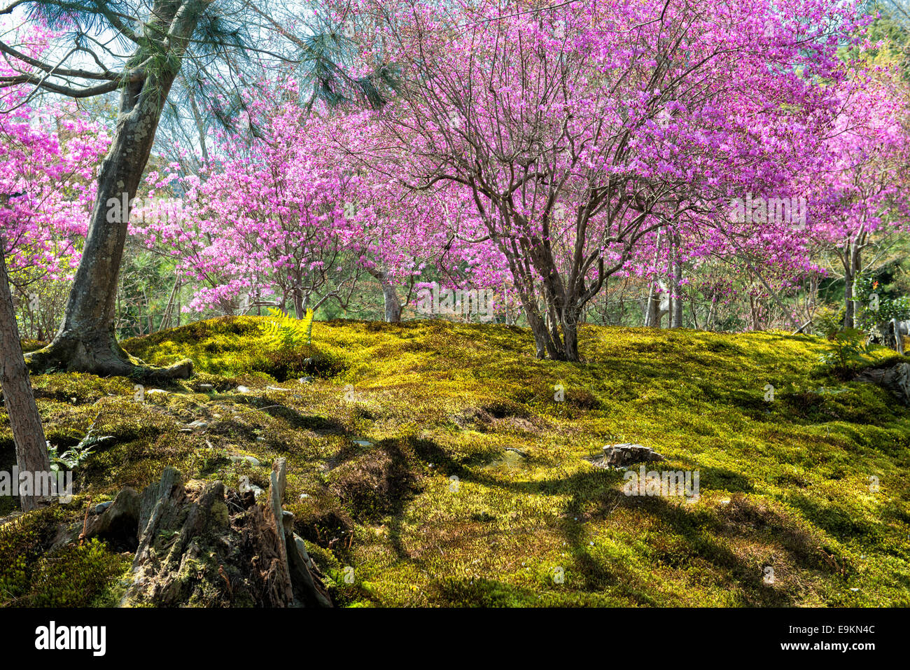 Spring in Japan - Japanese moss garden with cherry blossoms in ...