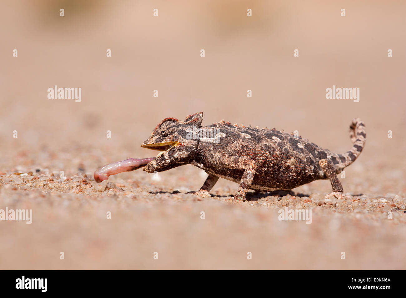 Namaqua chameleon, Chamaeleo namaquensis, hunting prey,Namib desert ...