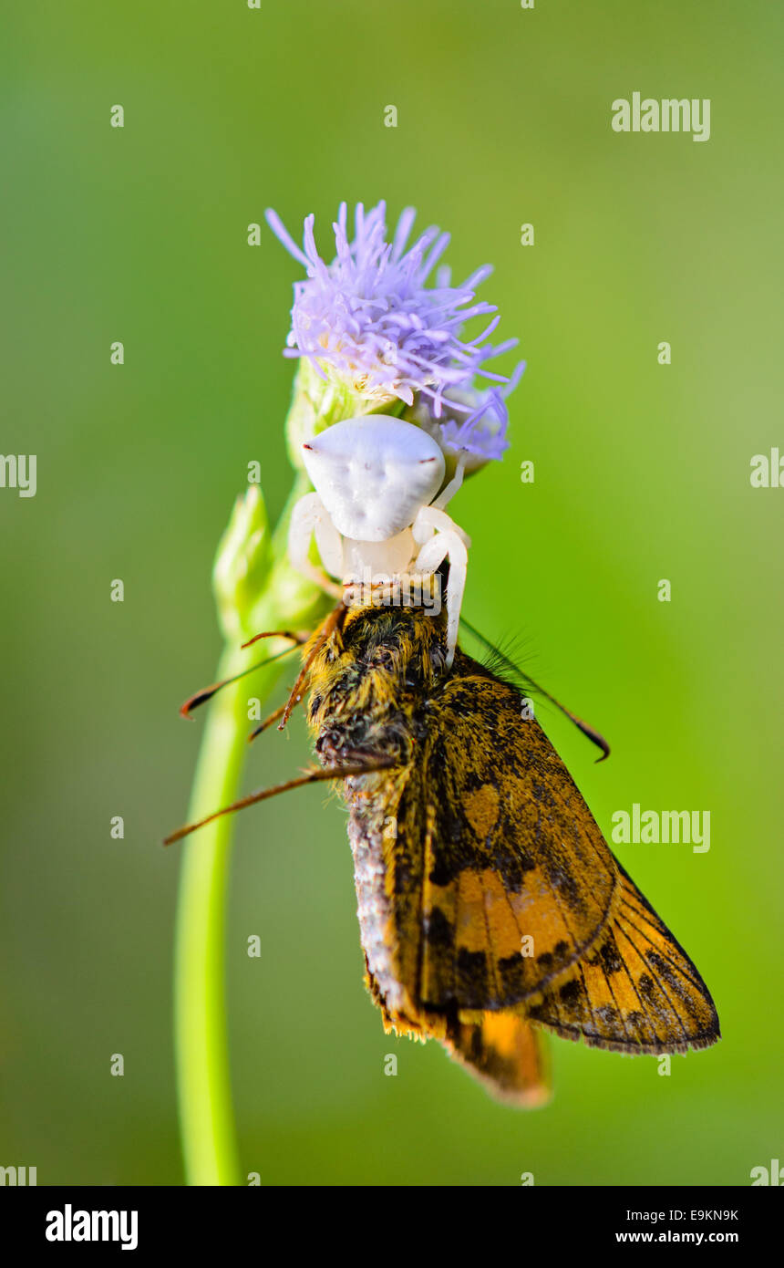 Close up white Crab Spider with captured butterfly on flower of the ...