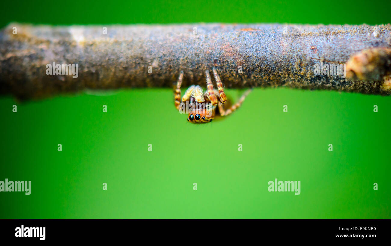 Jumping spider front, Small spider hiding under the large branches ...