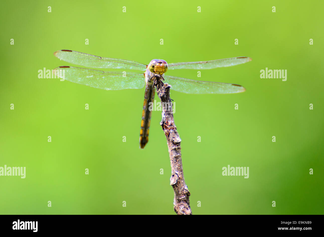 Front view of a dragonfly at rest on the branches Stock Photo - Alamy