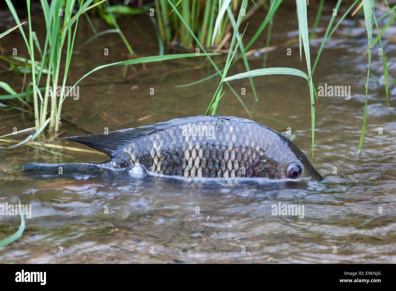 Freshwater fish africa hi-res stock photography and images - Alamy