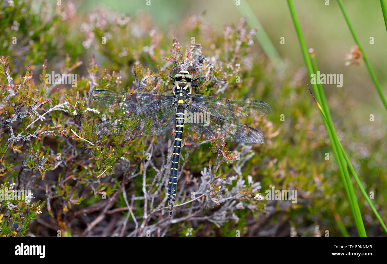 Common hawker dragonfly hi-res stock photography and images - Alamy
