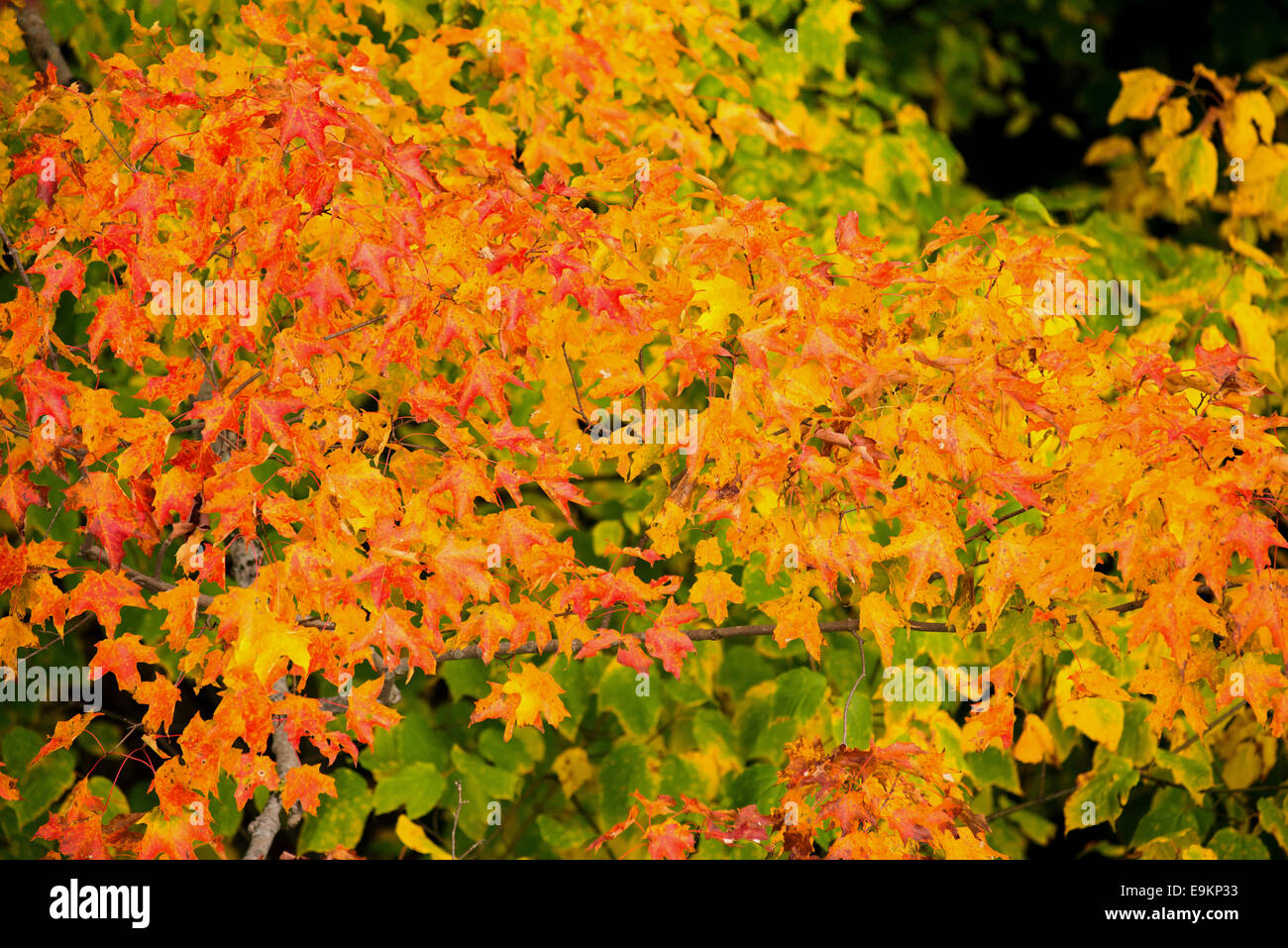 Fall Foliage Lafayette Brook Mt Lafayette Franconia Notch White ...