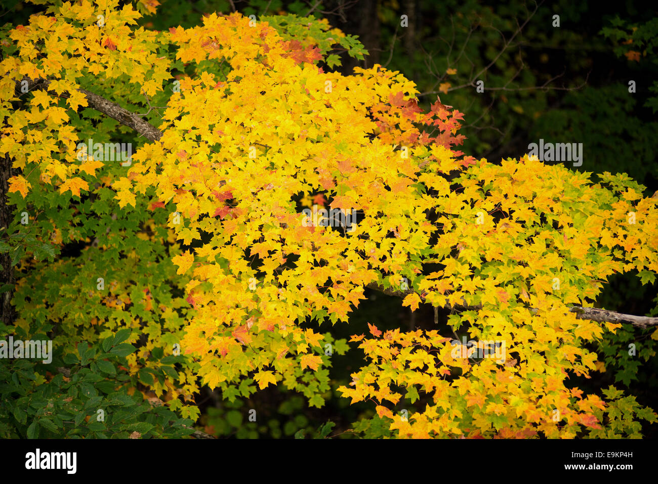 Fall Foliage Lafayette Brook Mt Lafayette Franconia Notch White ...