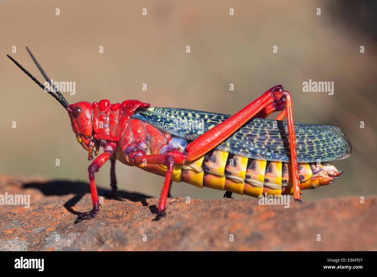 Common milkweed locust, Phymateus morbillosus, Samara private game ...