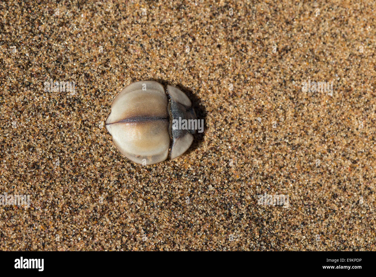 Trench digger beetle (Lepidochora sp) dug into the sand, Namib Desert ...