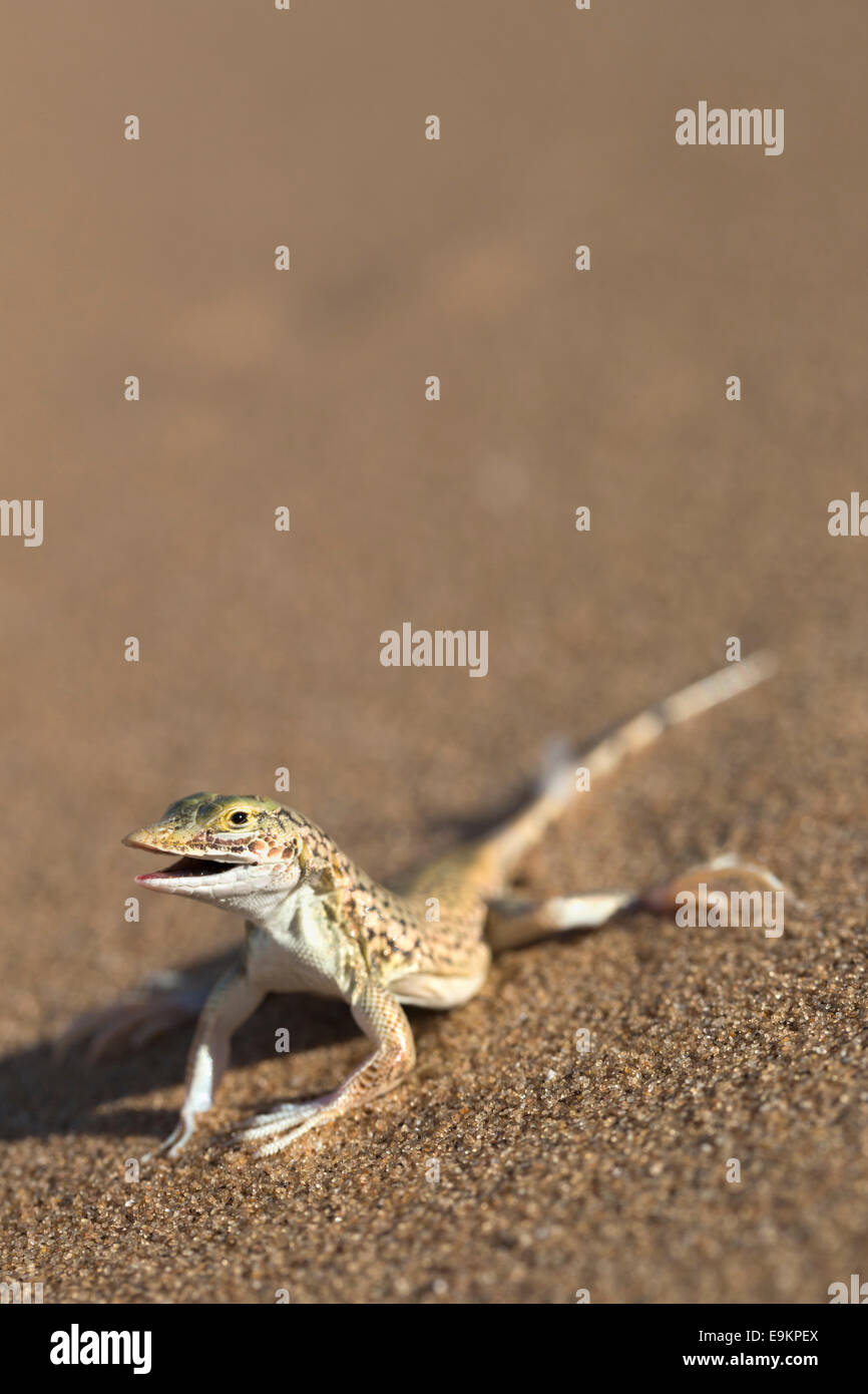 Burrowing lizard hi-res stock photography and images - Alamy
