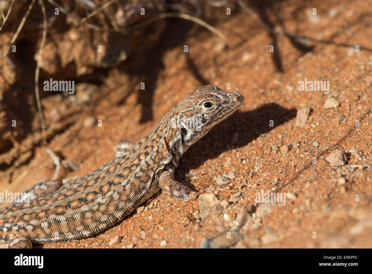 Wedge-snouted desert lizard (Meroles cuneirostris), Namib Desert ...