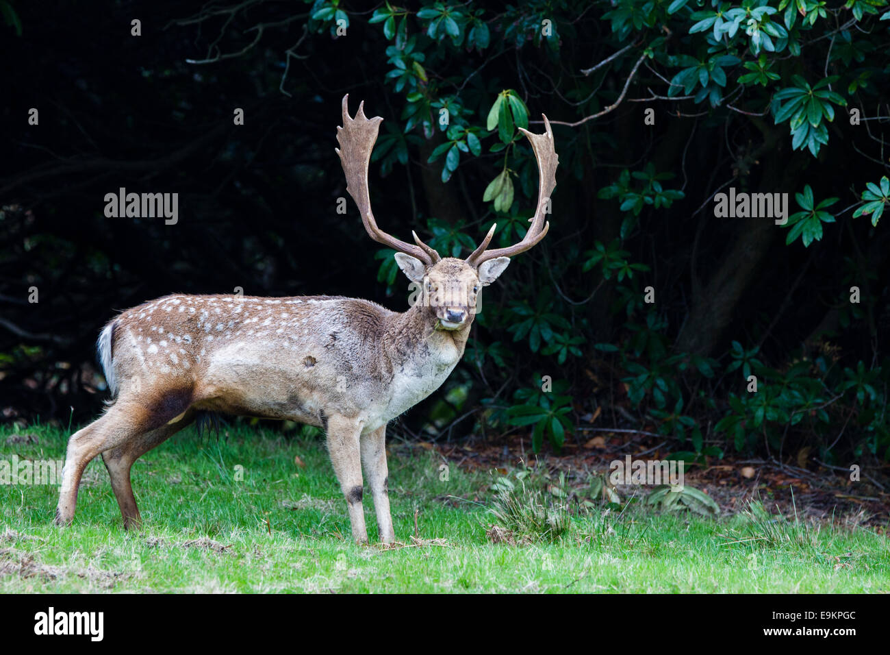 Fallow deer buck Stock Photo - Alamy