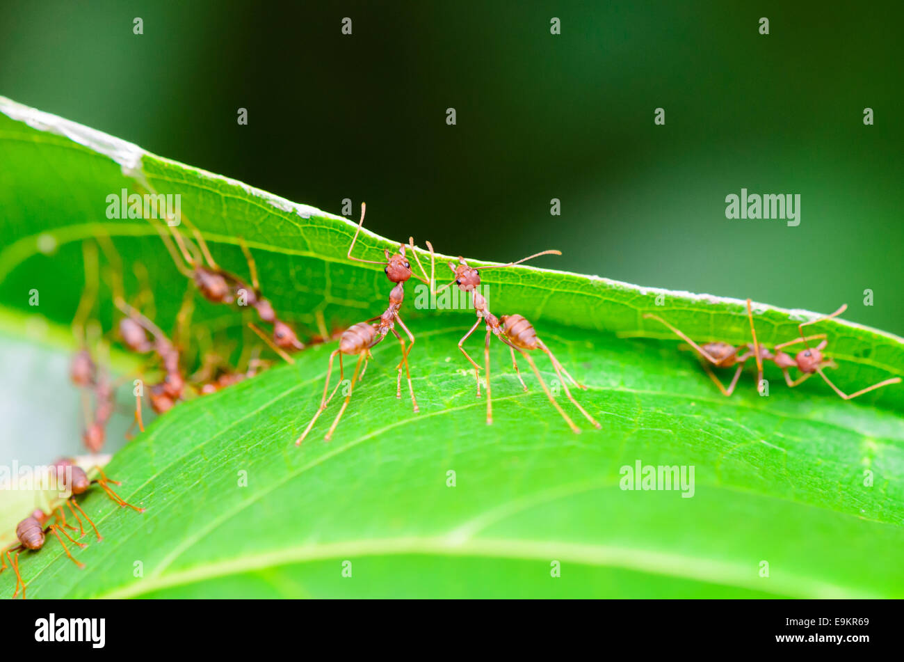 Weaver Ants or Green Ants (Oecophylla smaragdina) are working together ...