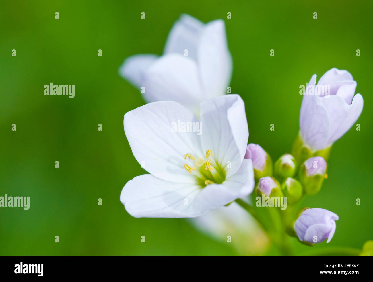 Open flower of Ladys Smock also known as Cuckoo flower against a green ...
