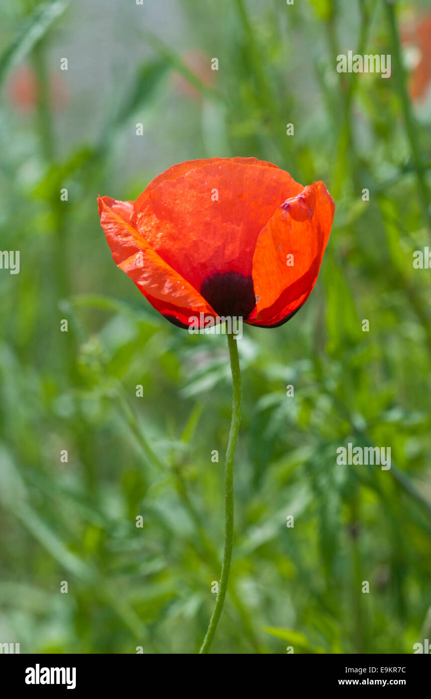 Poppy leaves hi-res stock photography and images - Alamy