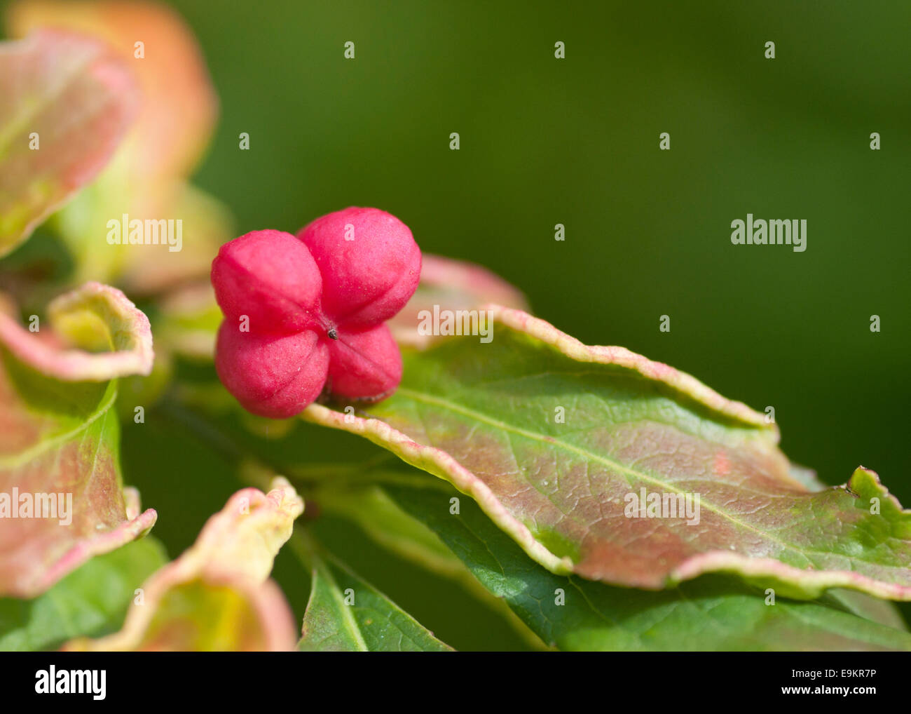 One spindle hi-res stock photography and images - Alamy