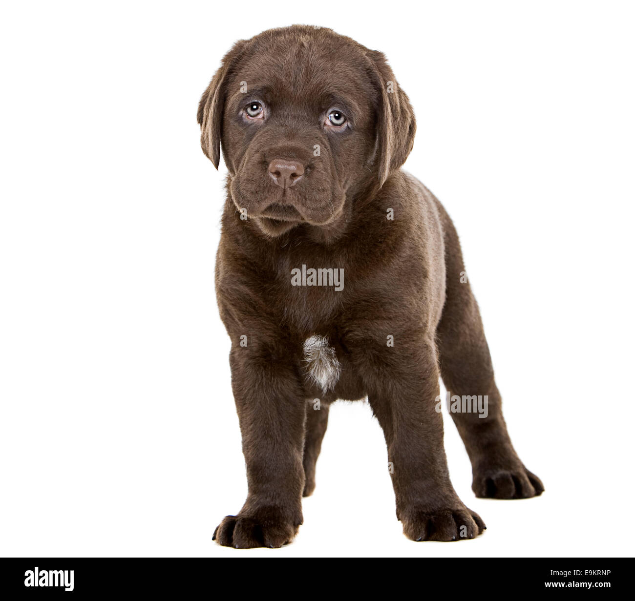 Chocolate Labrador Puppy Stock Photo - Alamy