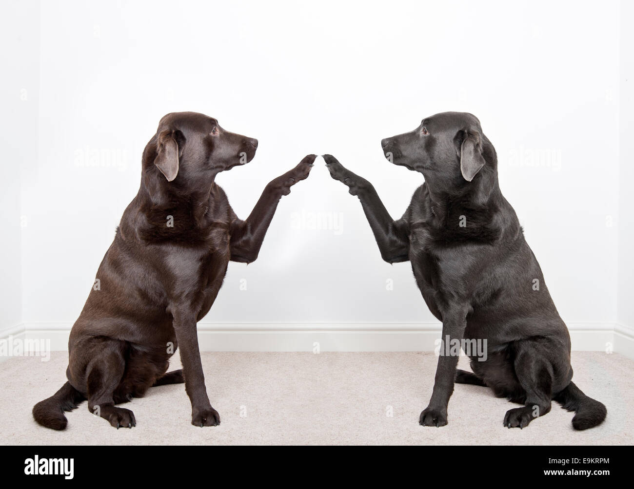 Dog High Five