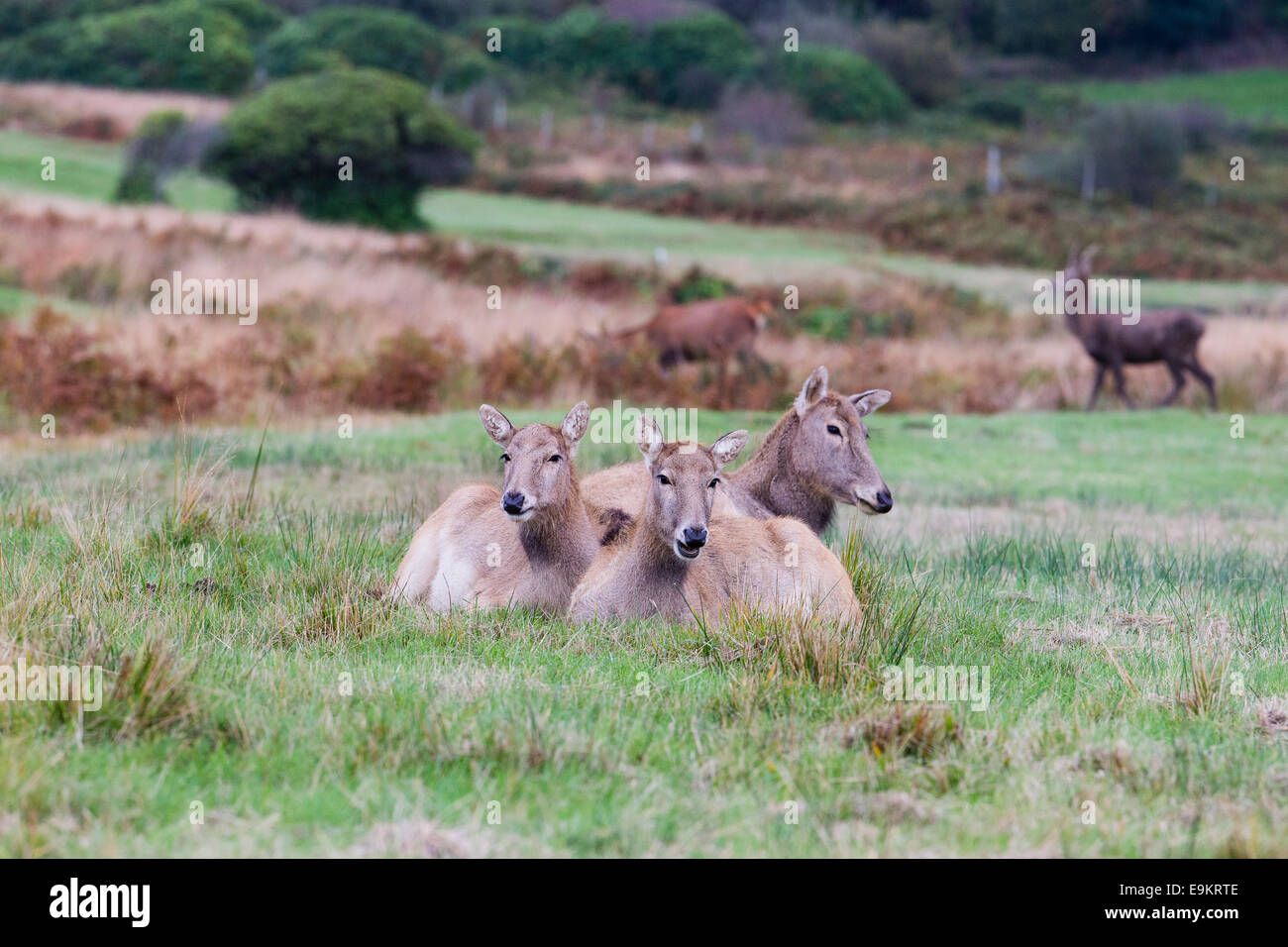 Pere David Deer at Margam Park south Wales Stock Photo - Alamy