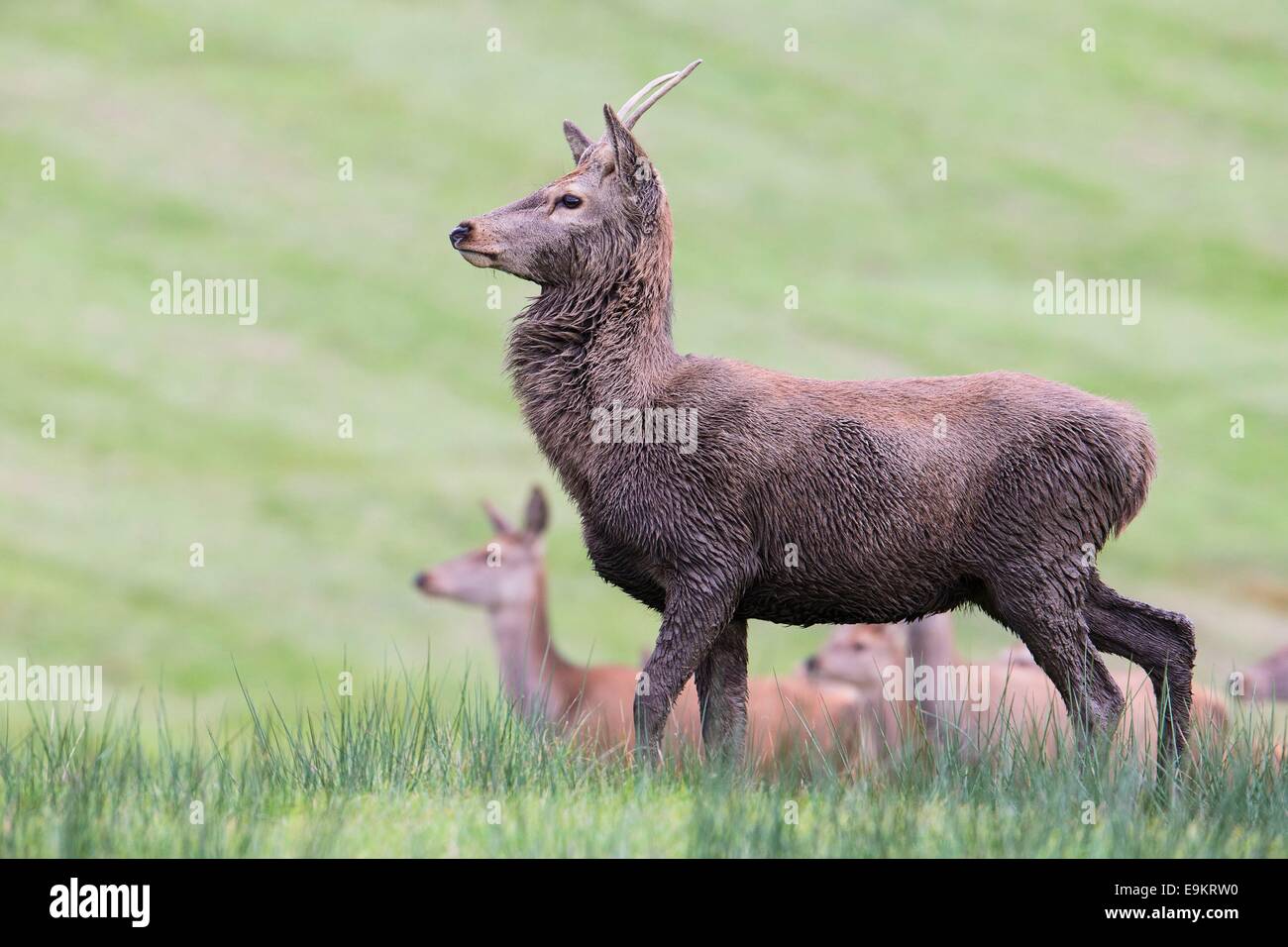 Deer margam park hi-res stock photography and images - Alamy