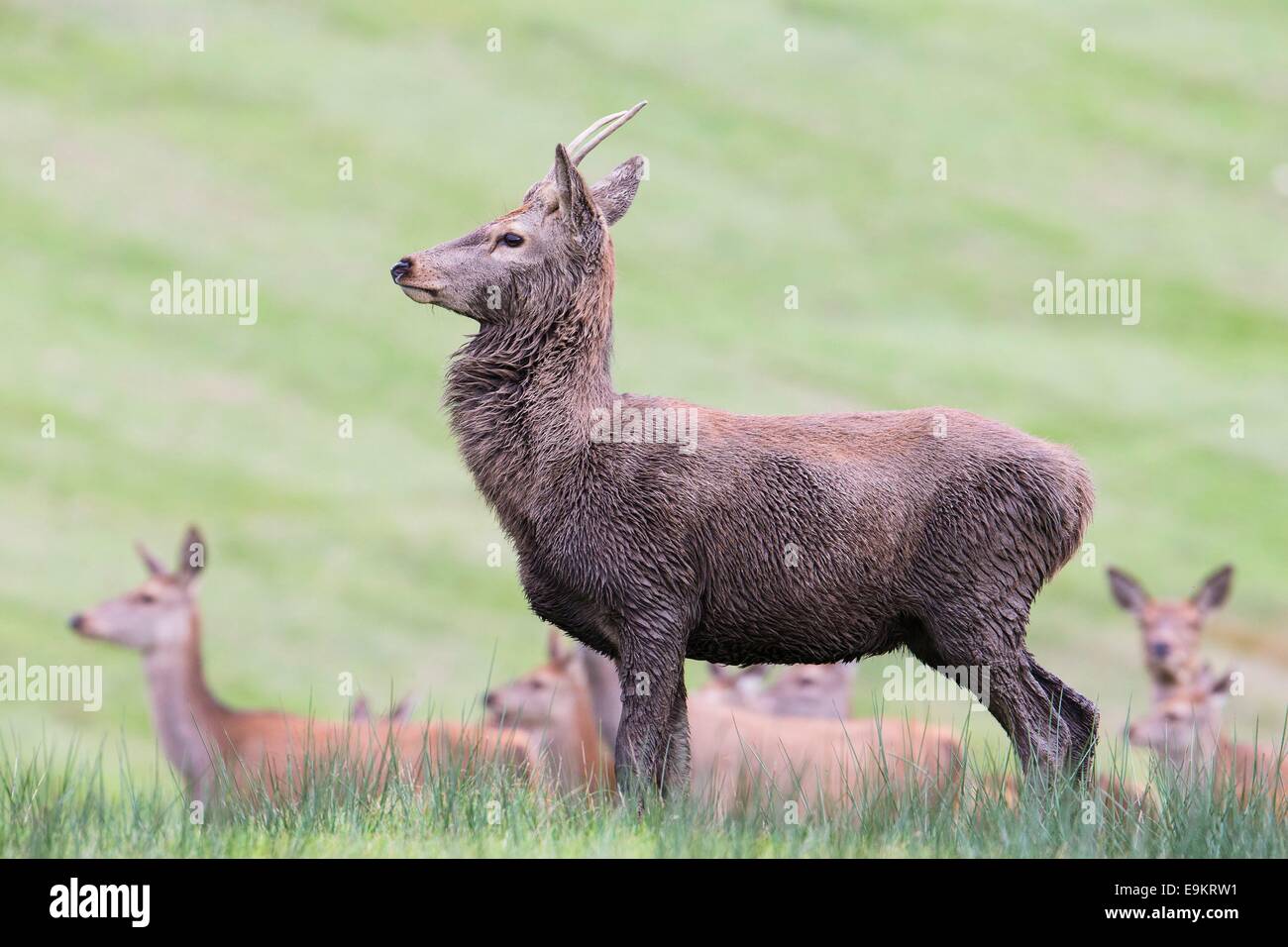 Deer margam park hi-res stock photography and images - Alamy