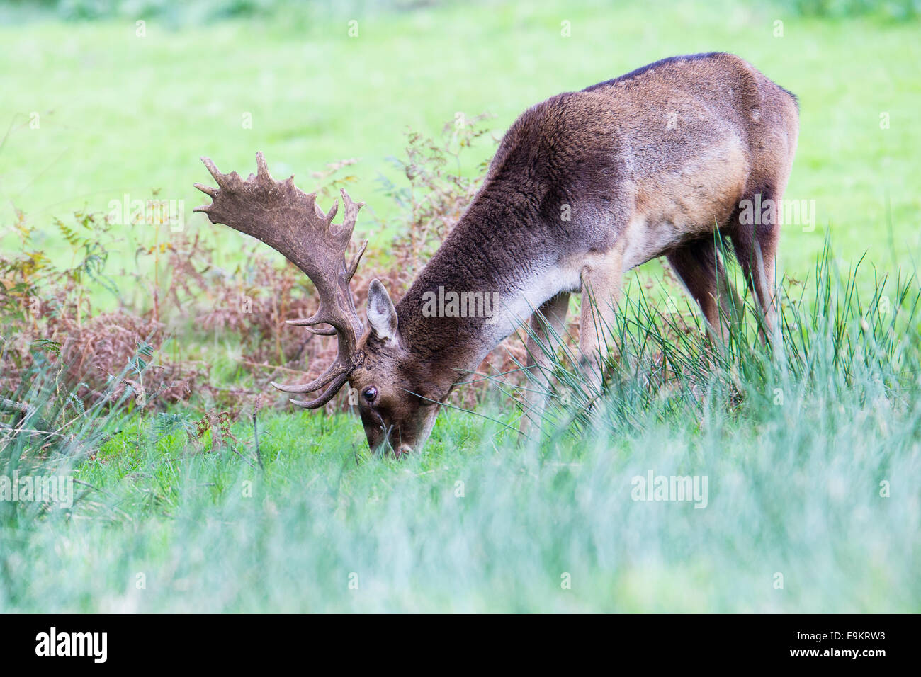 Fallow deer buck Stock Photo - Alamy
