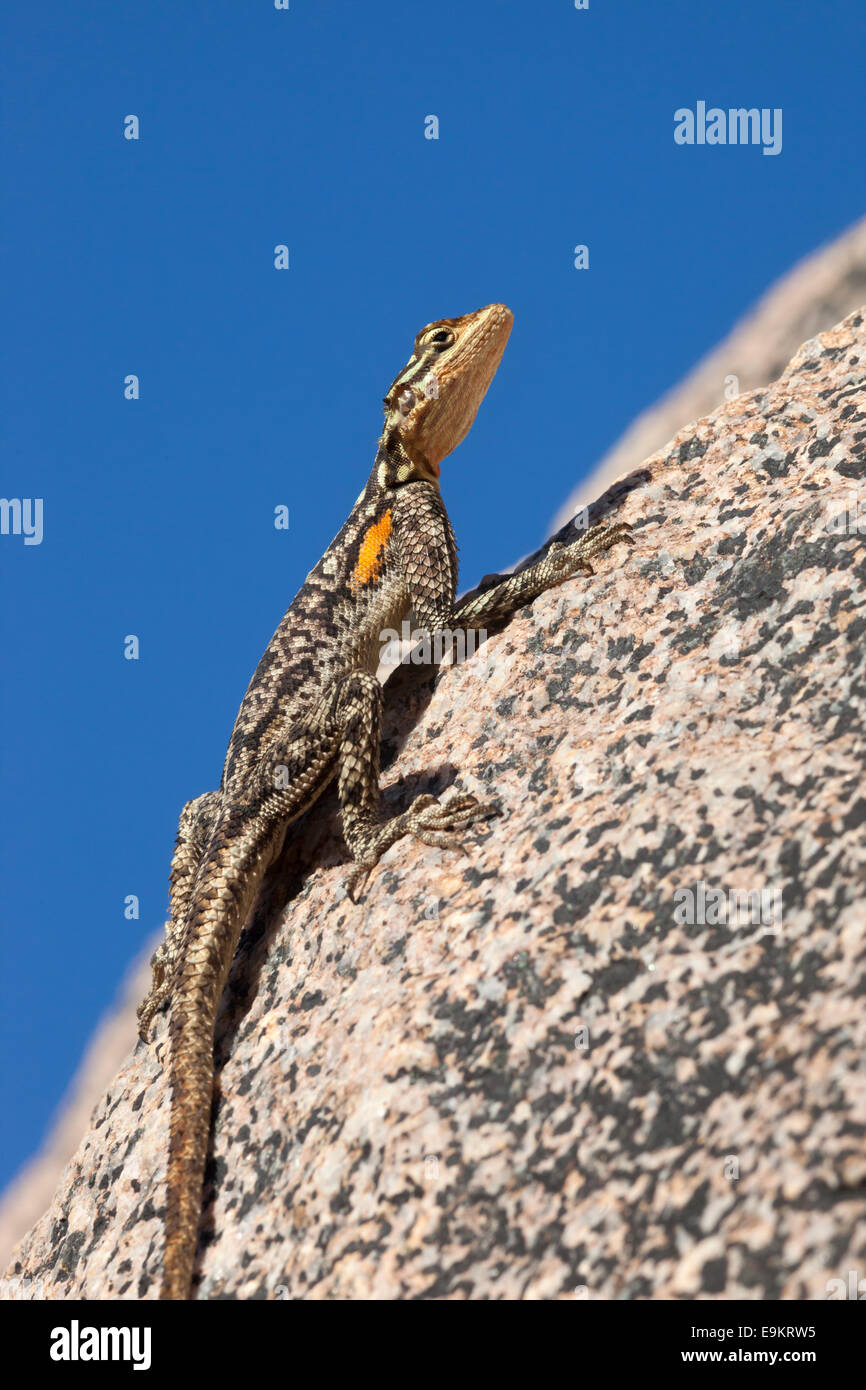 Namibian rock agama (Agama planiceps), Damaraland, Namibia Stock Photo ...