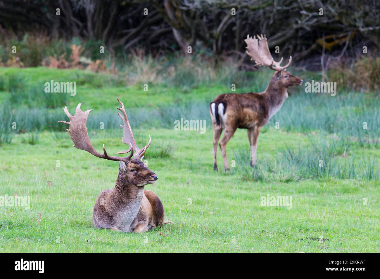Fallow deer buck Stock Photo - Alamy