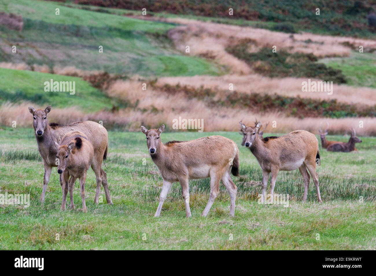 Deer margam park hi-res stock photography and images - Alamy