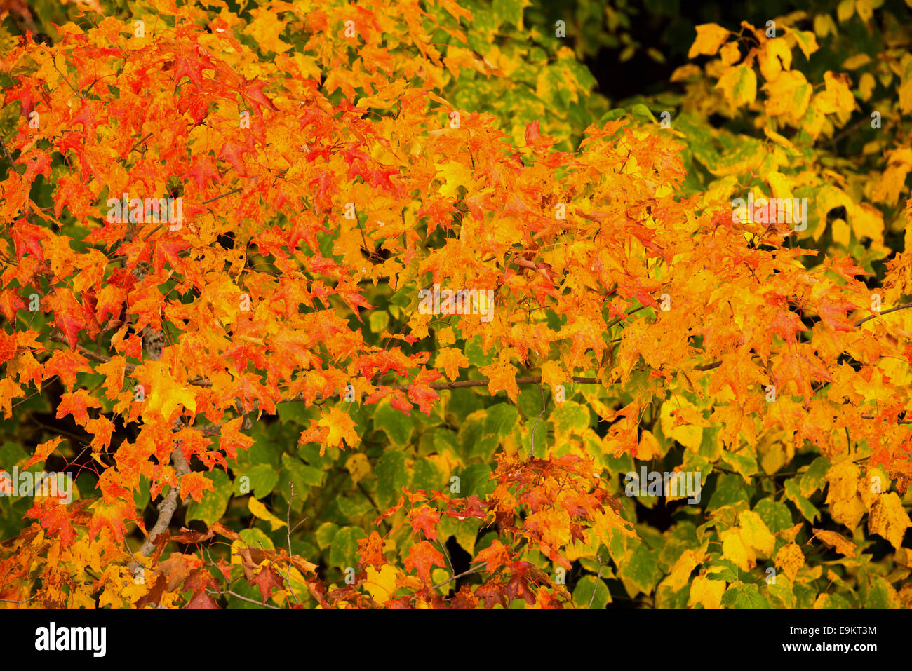 Fall Foliage Lafayette Brook Mt Lafayette Franconia Notch White ...