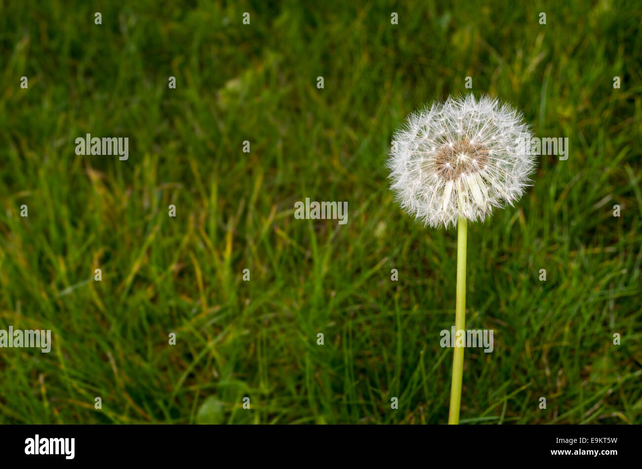Single Dandelion with White Seeds in the Green Grass Stock Photo - Alamy