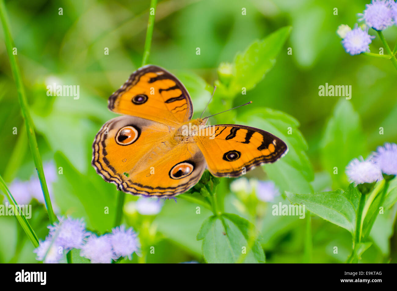 Peacock pansy butterfly (Junonia almana) on top of a bush Stock Photo ...