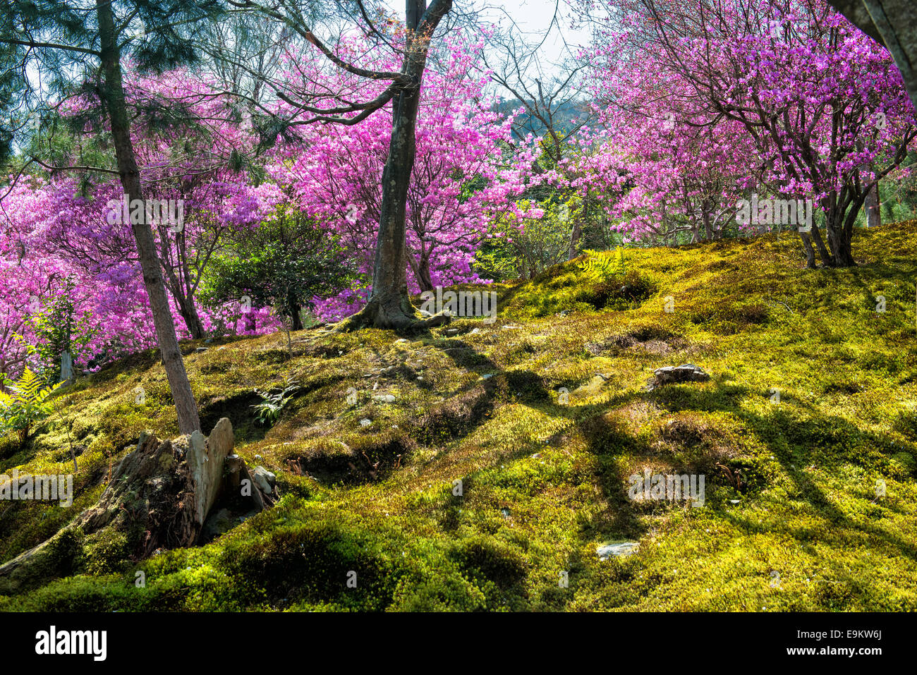 Japanese moss garden hi-res stock photography and images - Alamy
