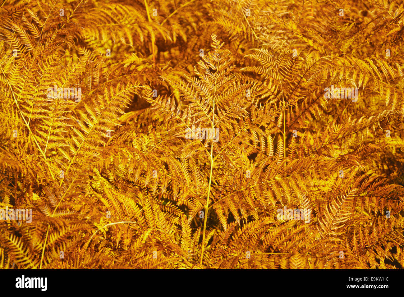 Texture fern fern fern fern hi-res stock photography and images - Alamy