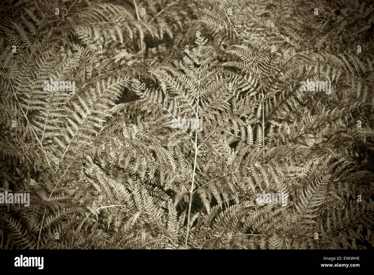 Fern plant pattern Stock Photo - Alamy