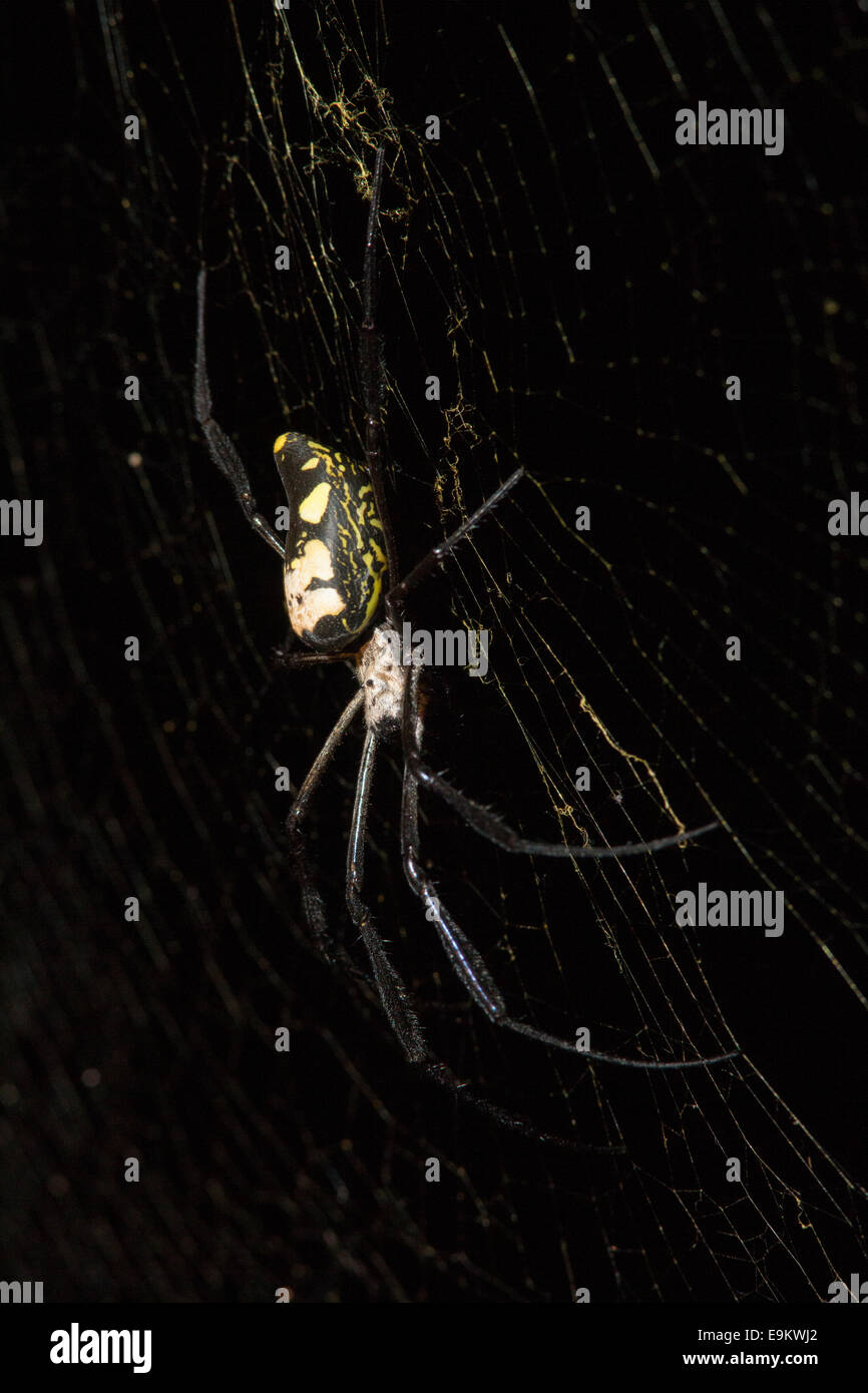 Banded legged spider web hi-res stock photography and images - Alamy