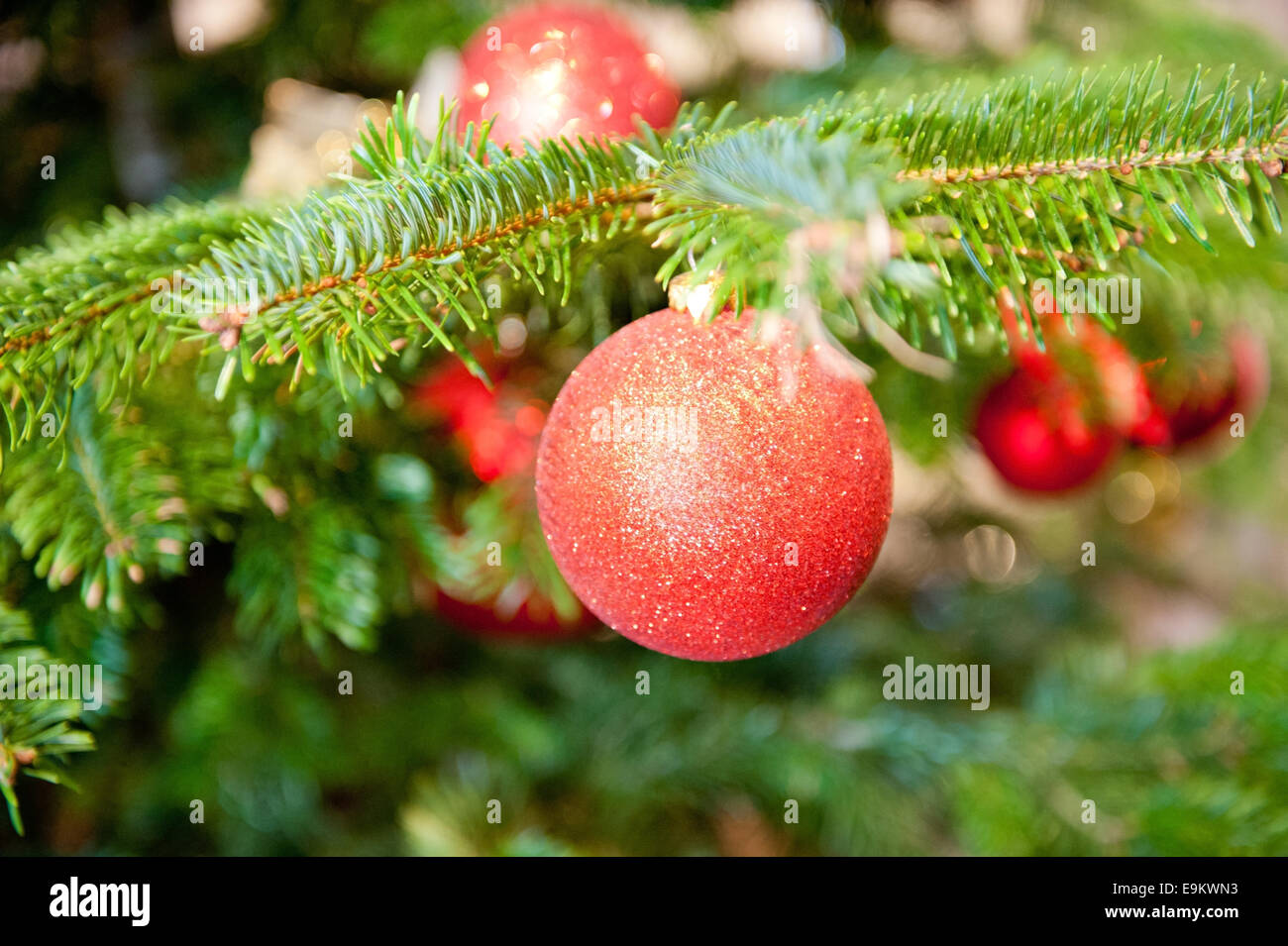 Fir tree branch red hi-res stock photography and images - Alamy
