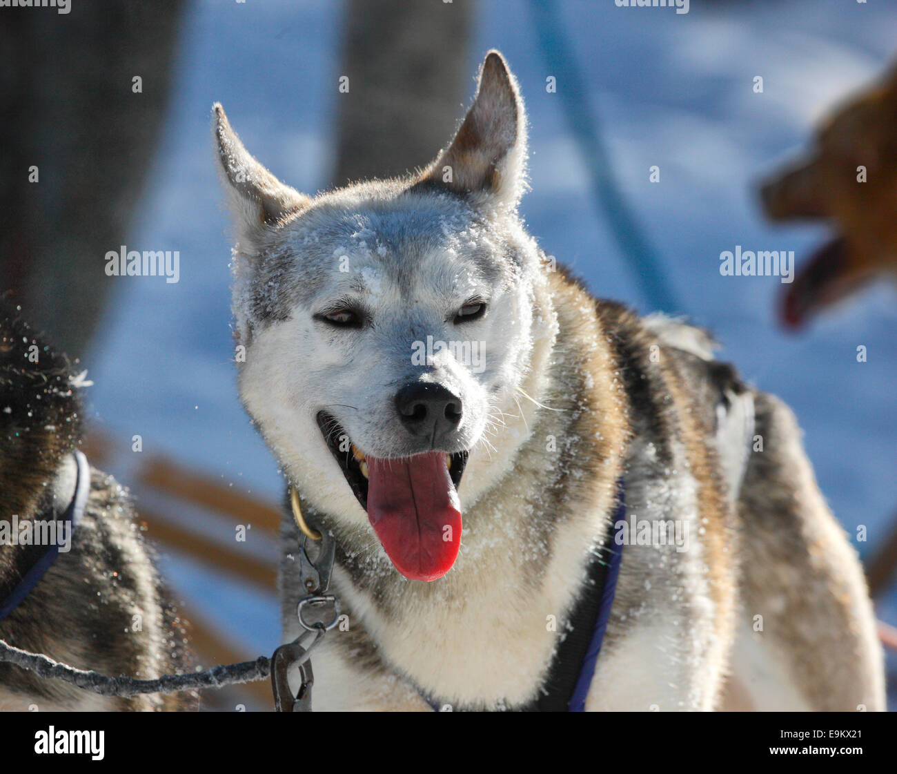 Huski dog close up Stock Photo - Alamy