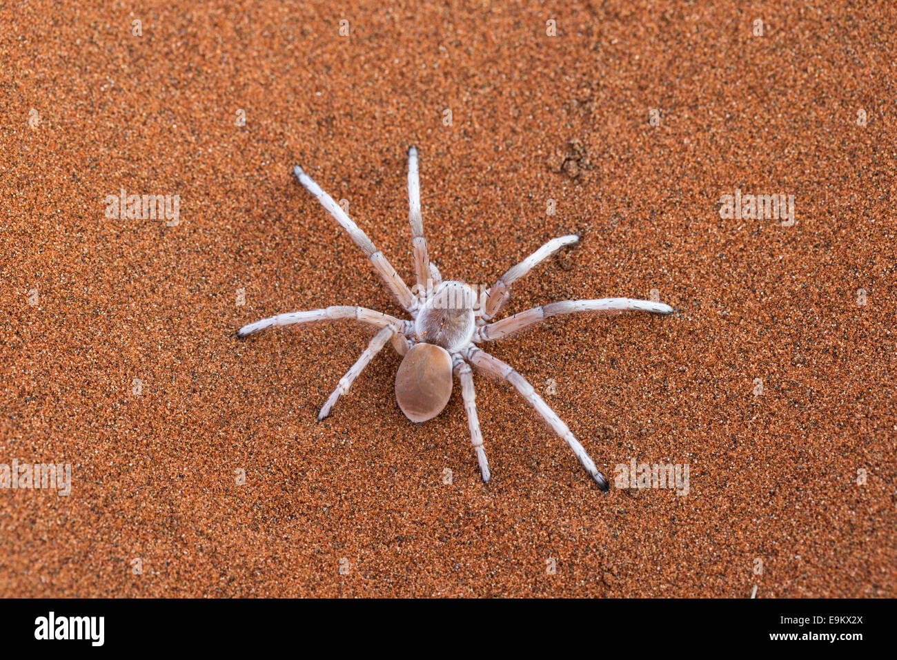Dancing white lady spider hi-res stock photography and images - Alamy