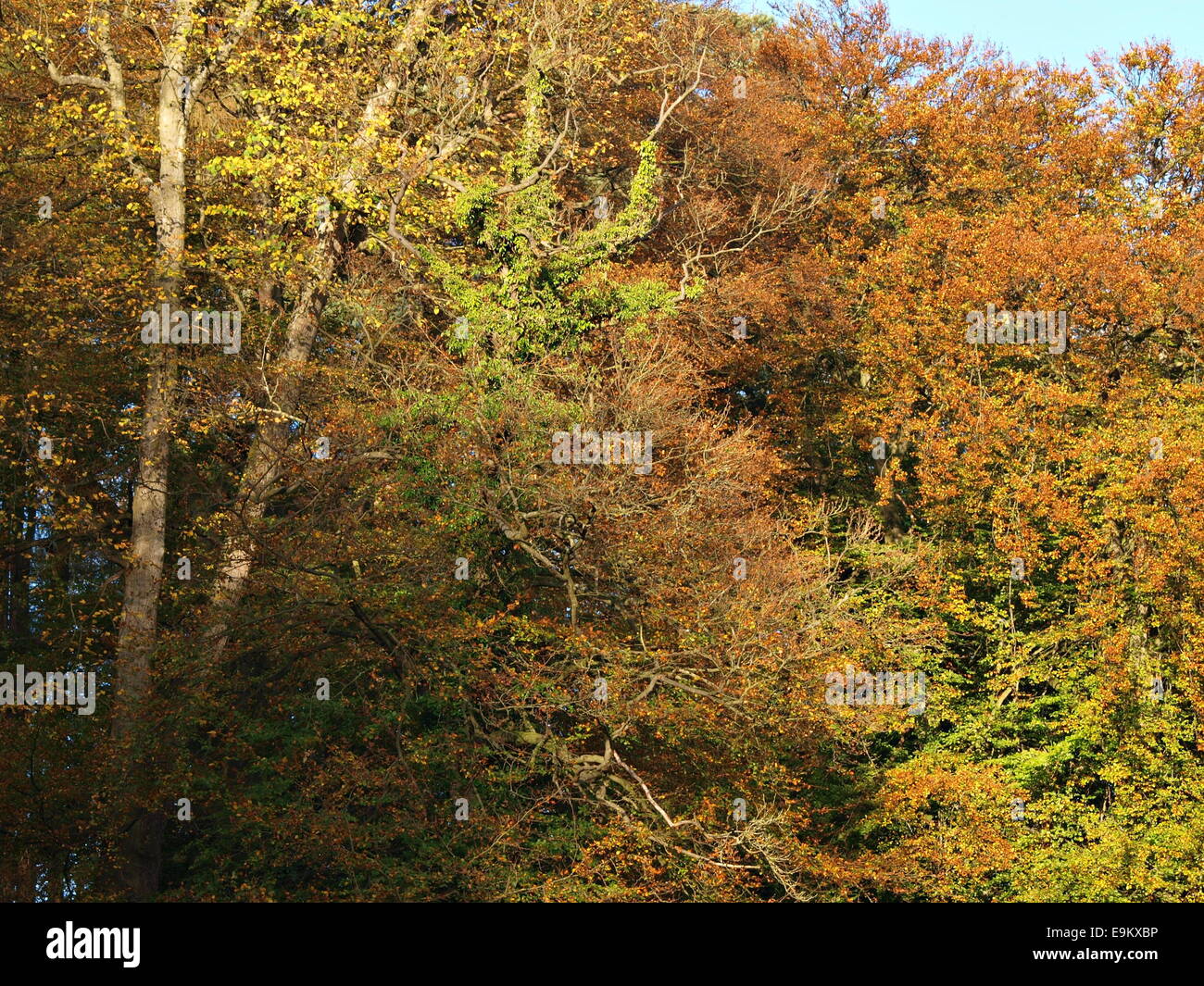 Autumn colours in leaves on trees along the Seven Bridges Walk ...